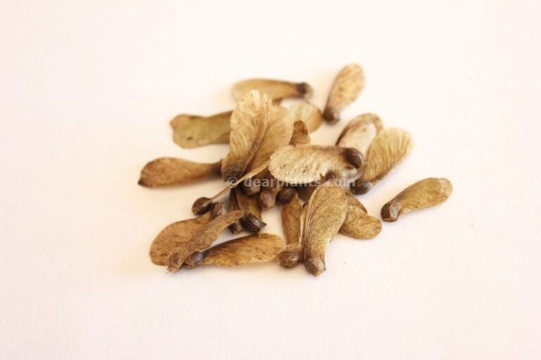 Acer palmatum (Japanese maple) - 30+ seeds - Dear Plants