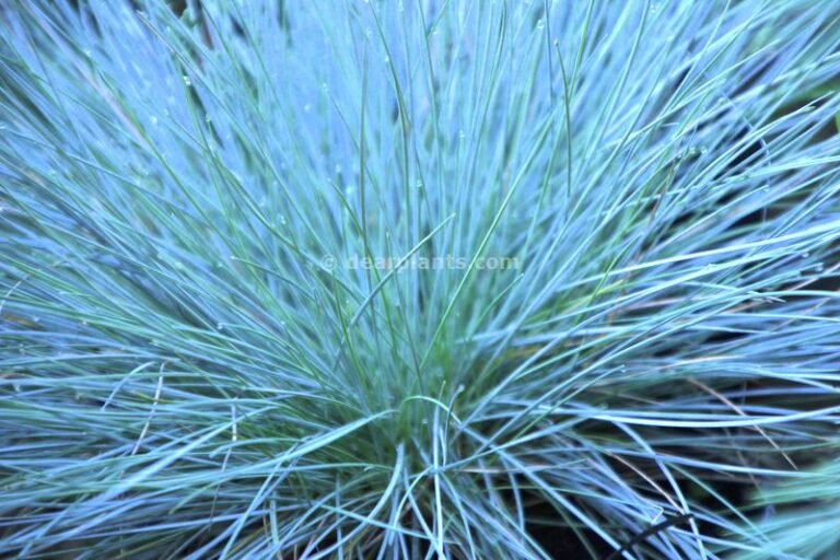 Blue fescue (Festuca glauca) - Dear Plants