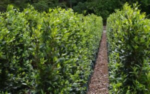 Bay tree, Laurel (Laurus nobilis) - Dear Plants