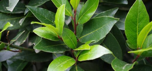How to grow bay leaf tree from seed (Laurus nobilis) - Dear Plants