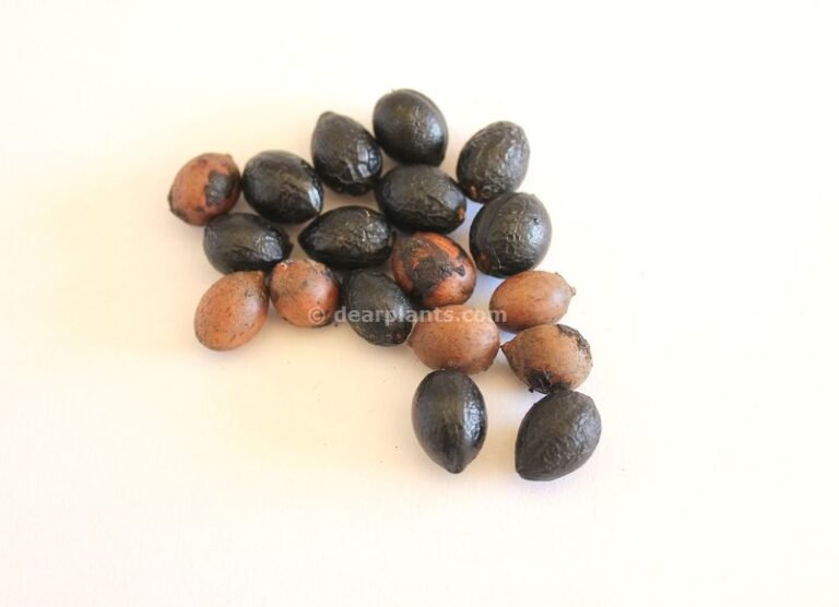 Laurus nobilis (Bay tree, Laurel) - 10 seeds - Dear Plants