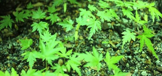 How to germinate Ginkgo biloba seeds - Dear Plants