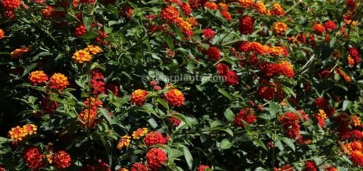 Wayfaring tree 'Mohican' (Viburnum lantana 'Mohican') - growing guides