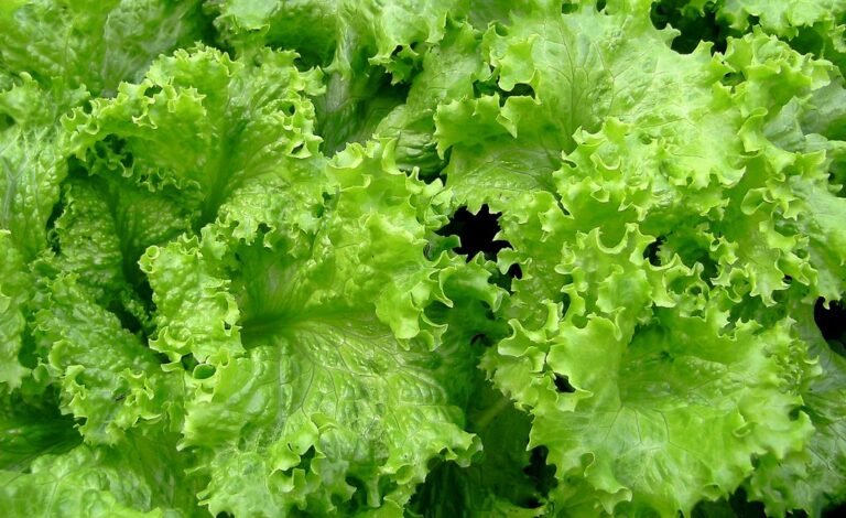 How to plant lettuce (Lactuca sativa) - dearplants.com