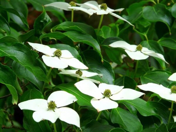 Cornus (Dogwood) shrub plant guide - dearplants.com