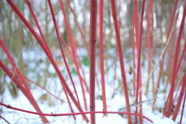 Cornus (Dogwood) shrub plant guide - dearplants.com