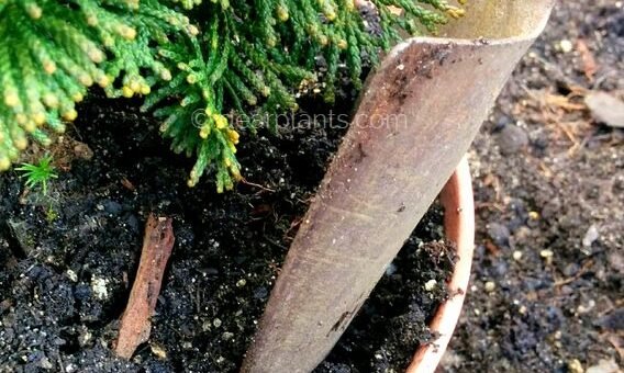 How to - Page 8 of 9 - Dear Plants