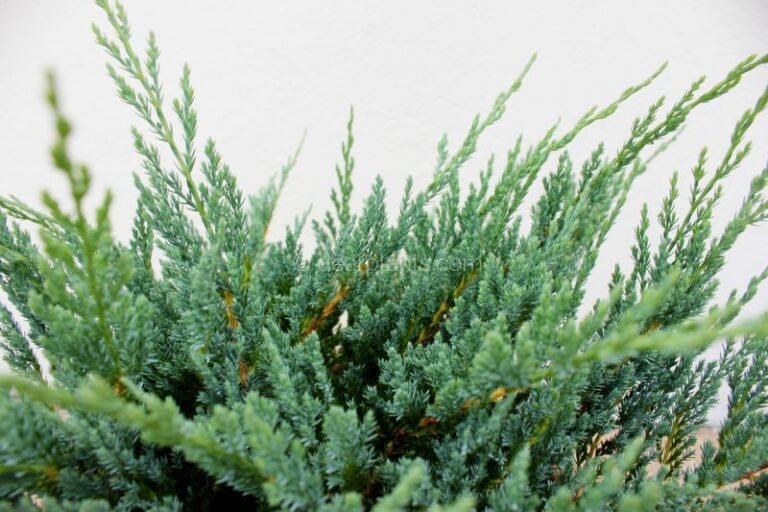 Juniperus horizontalis 'Blue Chip' (Blue Chip Juniper) - Dear Plants