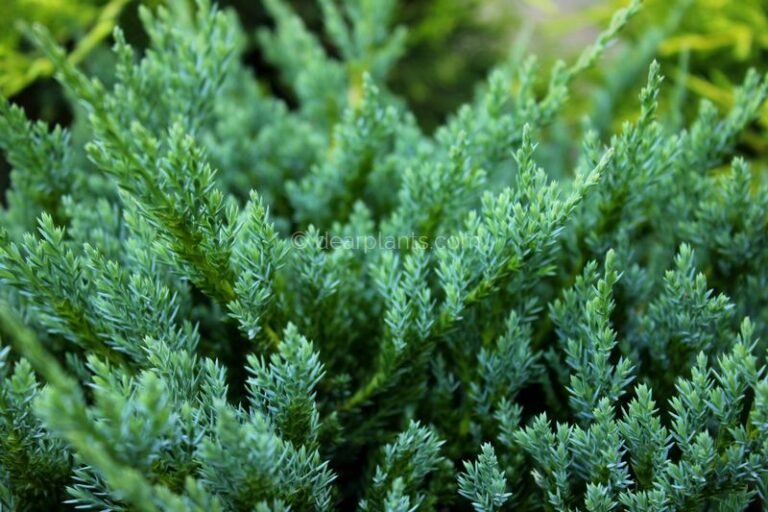 Juniperus horizontalis 'Blue Chip' (Blue Chip Juniper) - Dear Plants