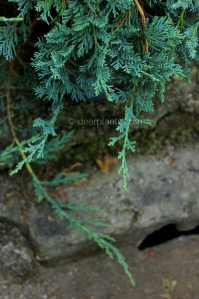 Juniperus horizontalis 'Wiltonii' (Creeping Juniper 'Wiltonii', Blue ...