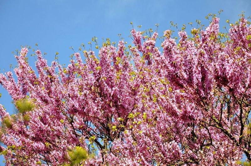 How to plant Cercis siliquastrum (Judas tree) - dearplants.com
