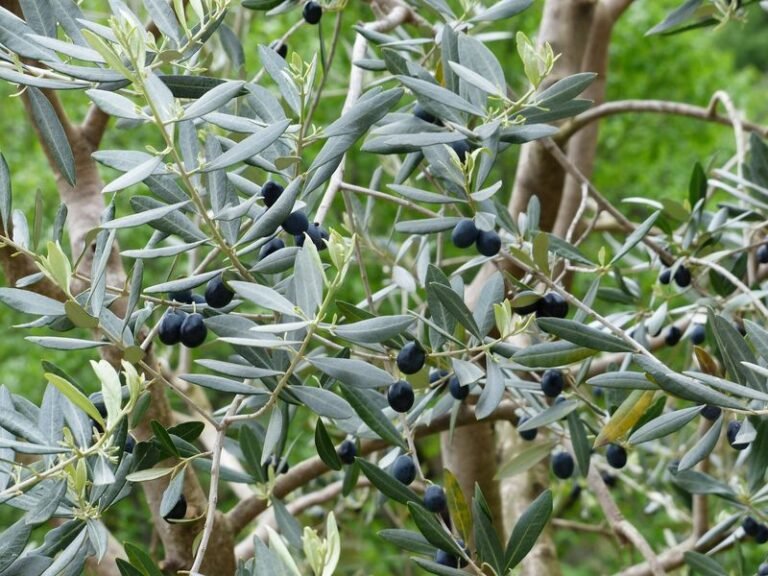 How to plant Olea europaea (Common olive) - dearplants.com