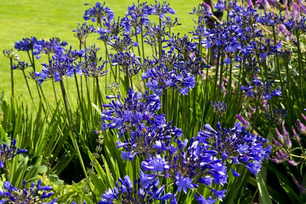 How to plant Agapanthus africanus (African blue lily) - dearplants.com