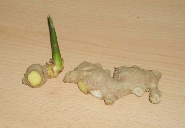 How to plant Ginger (Zingiber officinale) - dearplants.com