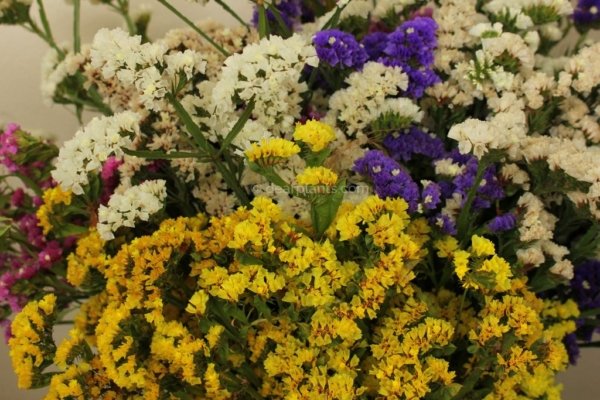 Statice (Limonium sinuatum) - Dear Plants