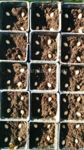 How to germinate Ginkgo biloba seeds - Dear Plants