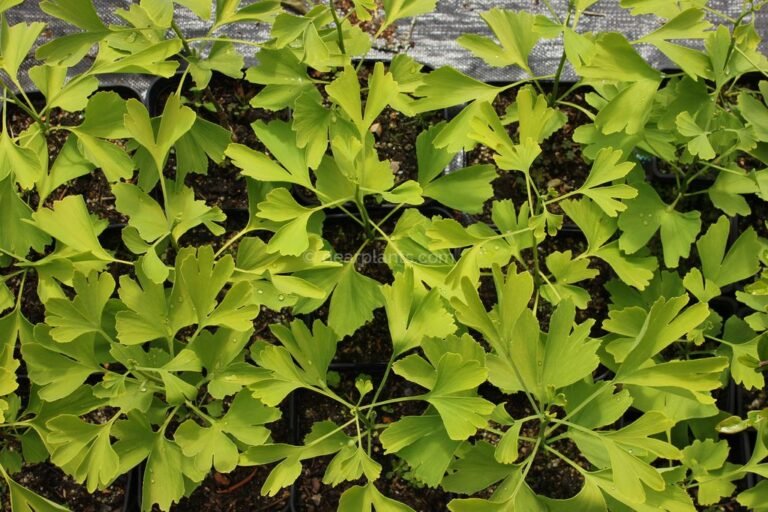 How to germinate Ginkgo biloba seeds - Page 2 of 2 - Dear Plants