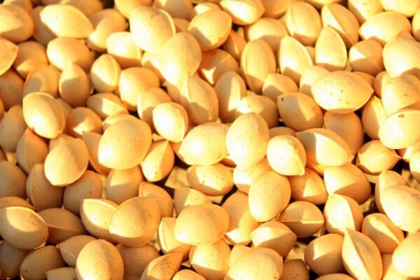 How to germinate Ginkgo biloba seeds - Dear Plants