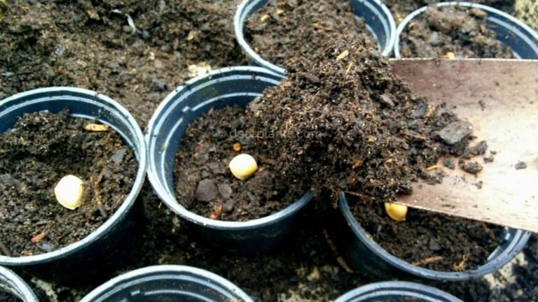 How to germinate Ginkgo biloba seeds - Dear Plants