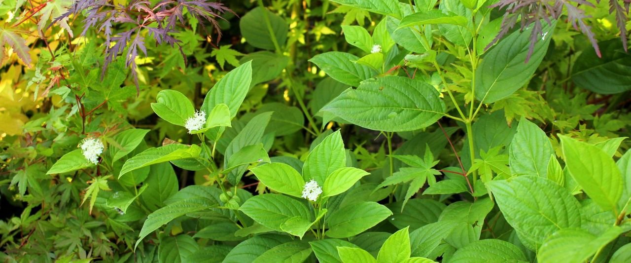 Welcome - Dear Plants