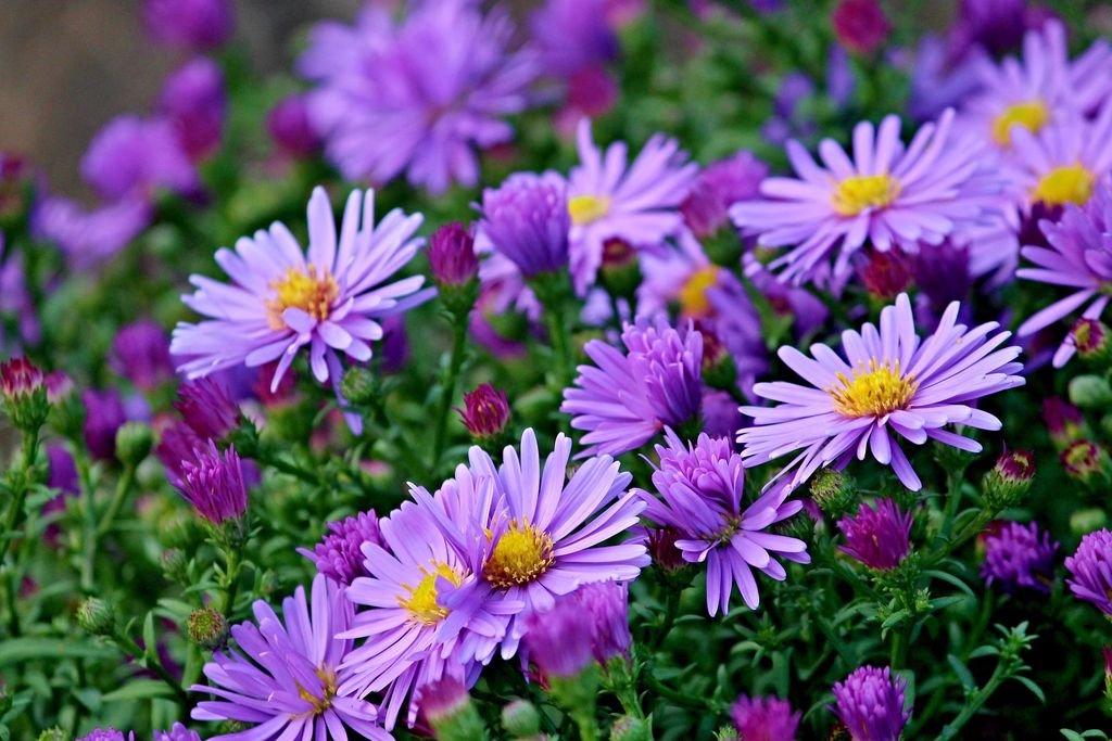 10 best fall flowers for a perfect autumn garden - Dear Plants