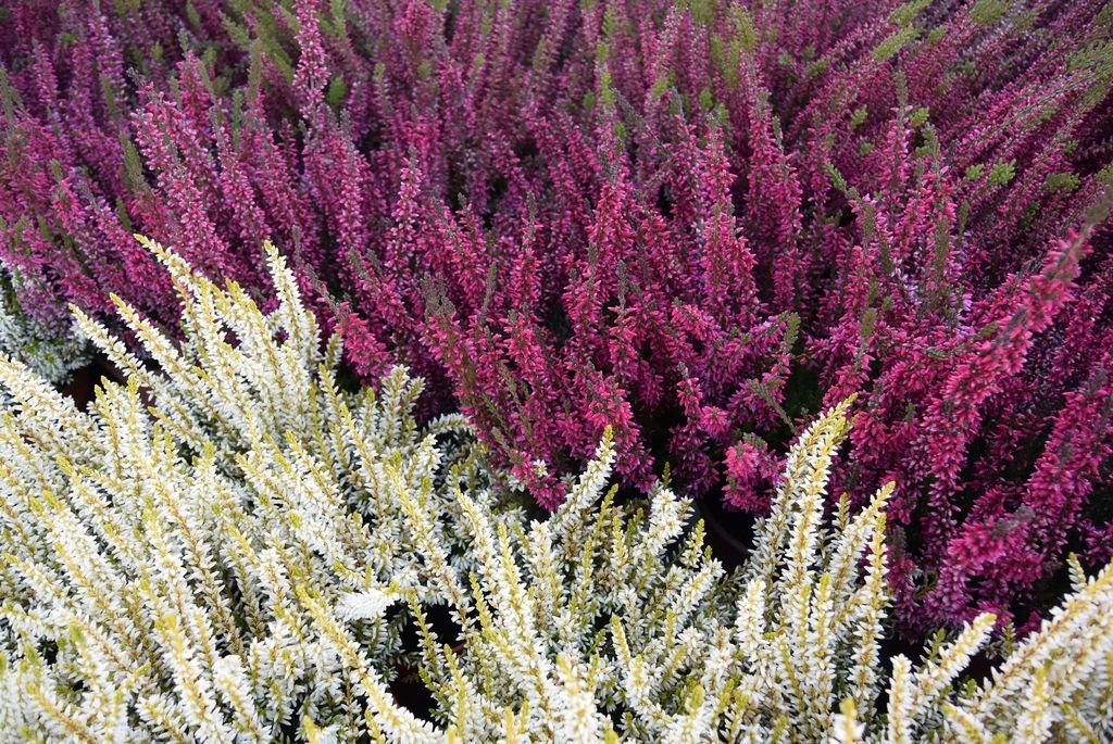 10 best fall flowers for a perfect autumn garden - Dear Plants