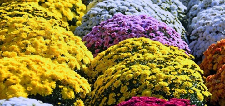 Best plants - Page 2 of 2 - Dear Plants