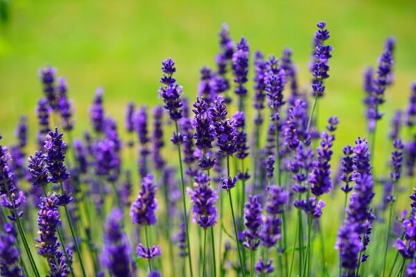 How to plant Lavandula angustifolia (Lavender) - Dear Plants