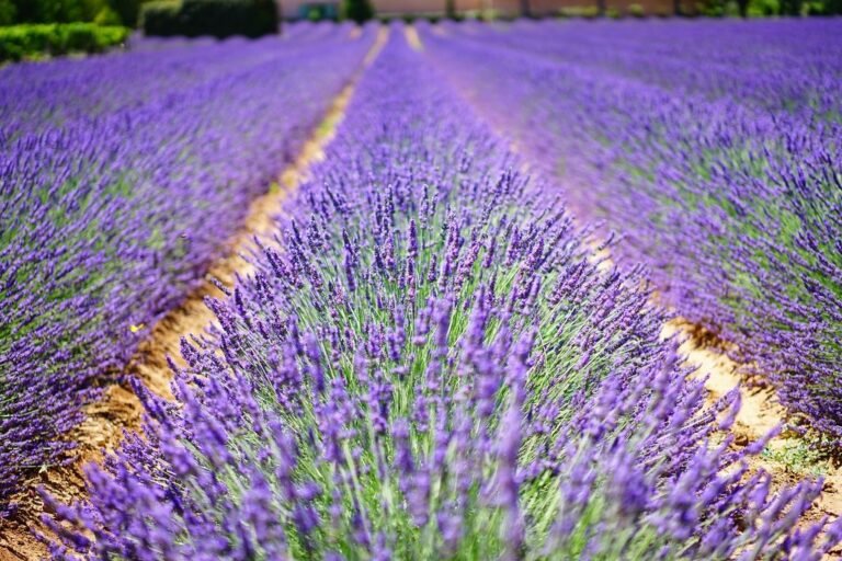 How to plant Lavandula angustifolia (Lavender) - Dear Plants