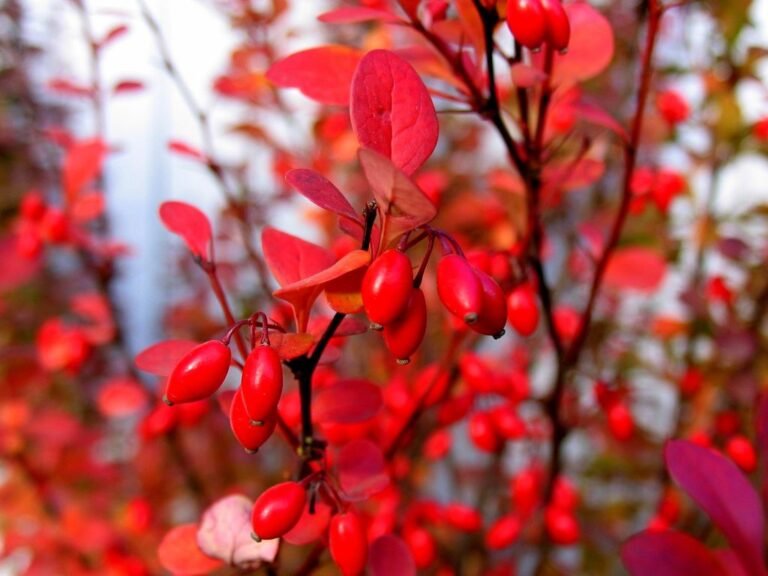 How to propagate berberis by cuttings (Japanese barberry) - Dear Plants