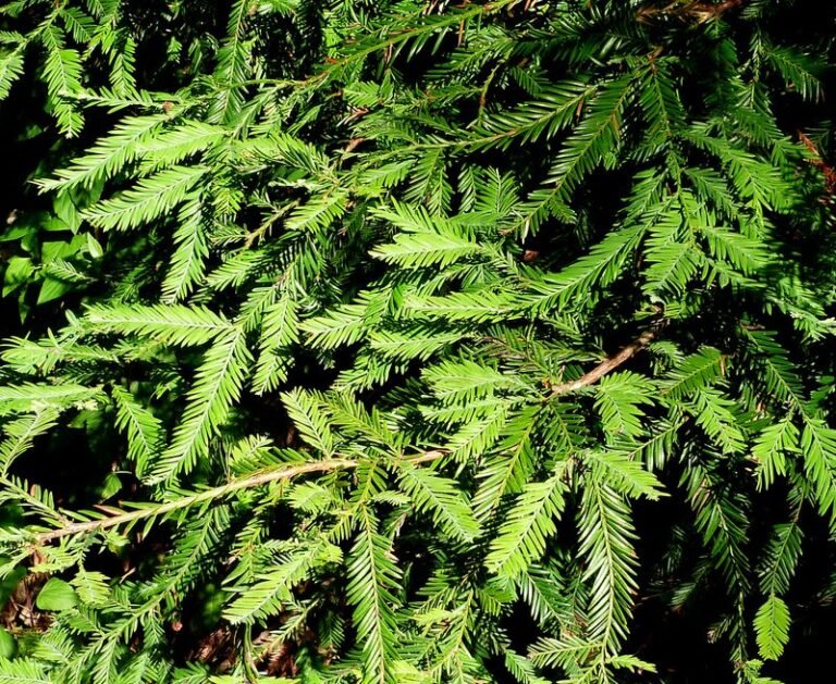 Coastal redwood (Sequoia sempervirens) - Dear Plants