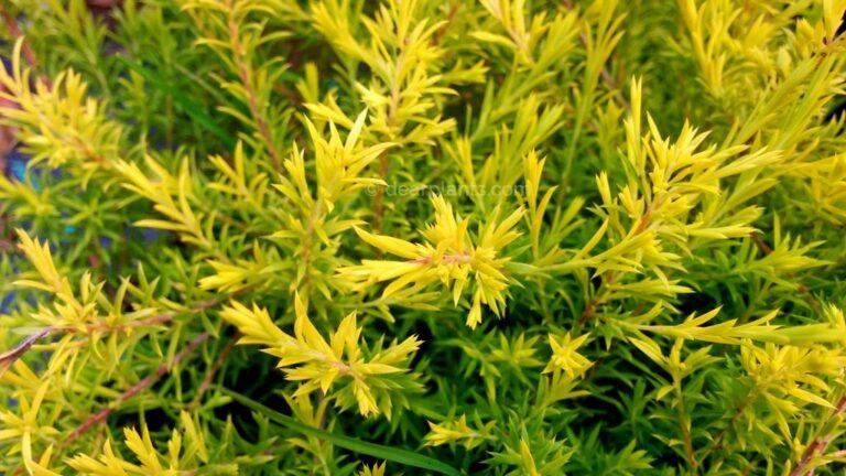 Fisherman's plant 'Sunset Gold' (Diosma hirsuta 'sunset gold') - Dear ...