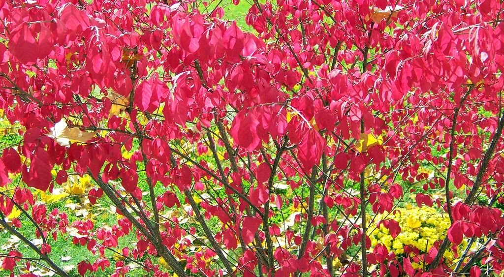 Burning bush, Compact winged spindle tree (Euonymus alatus 'Compactus ...