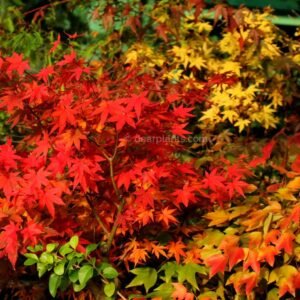 10 best fall flowers for a perfect autumn garden - Dear Plants