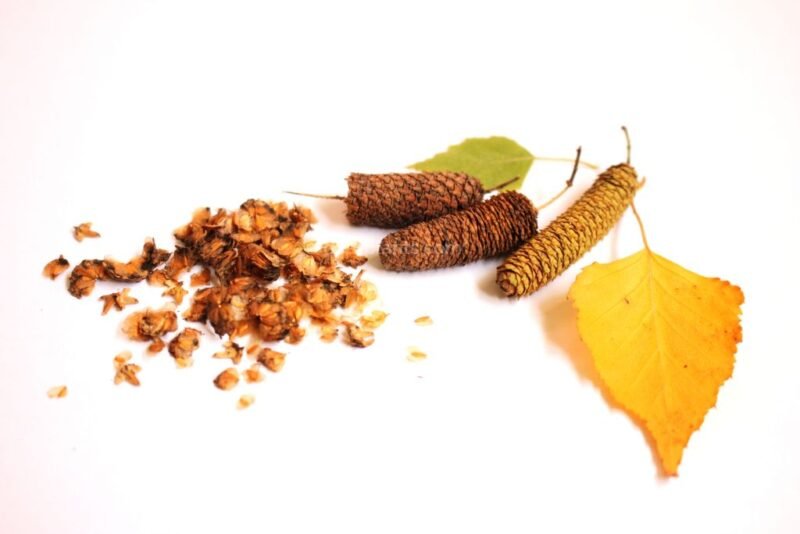 Betula pendula (Silver birch) seeds - Dear Plants