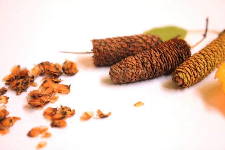 Betula pendula (Silver birch) seeds - Dear Plants