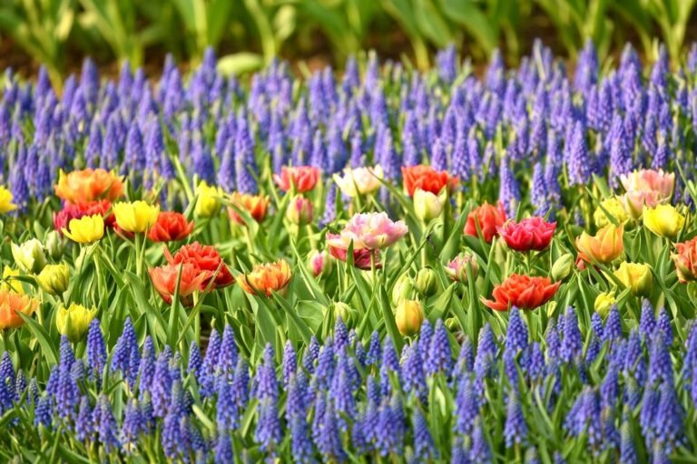 Dear Plants, the plant lovers' place - full of how to guides!