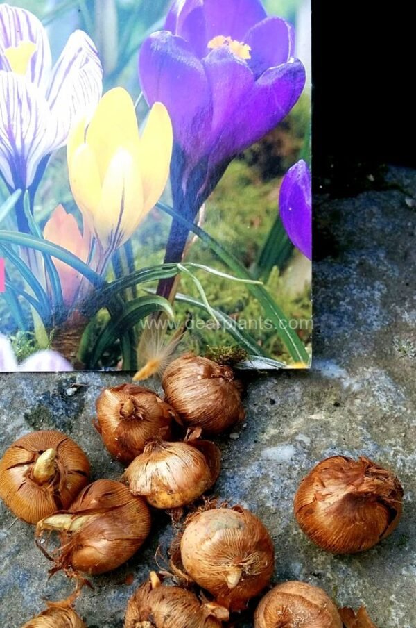 How to plant flower bulbs in pots - Dear Plants