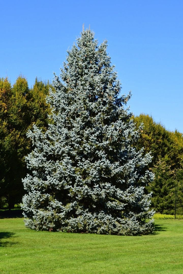 Colorado Spruce (Picea pungens) - Dear Plants