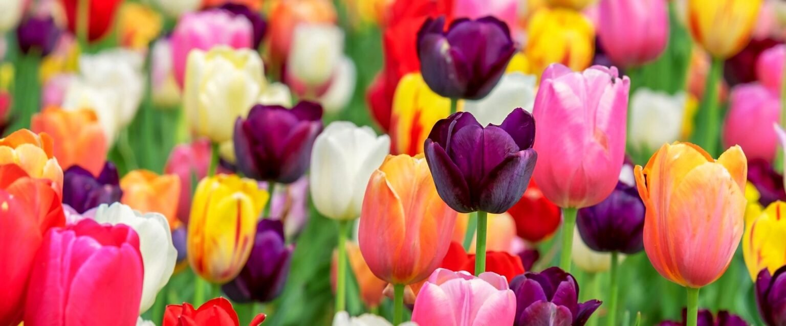 Dear Plants - For the love of gardening and plants