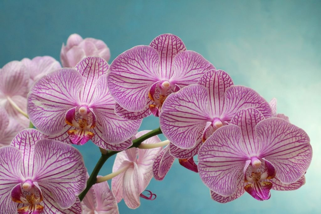 How to care for orchids - Dear Plants