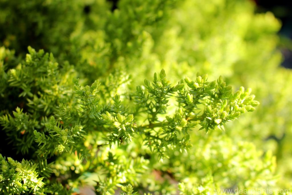 Spring 2019 gallery - Dear Plants