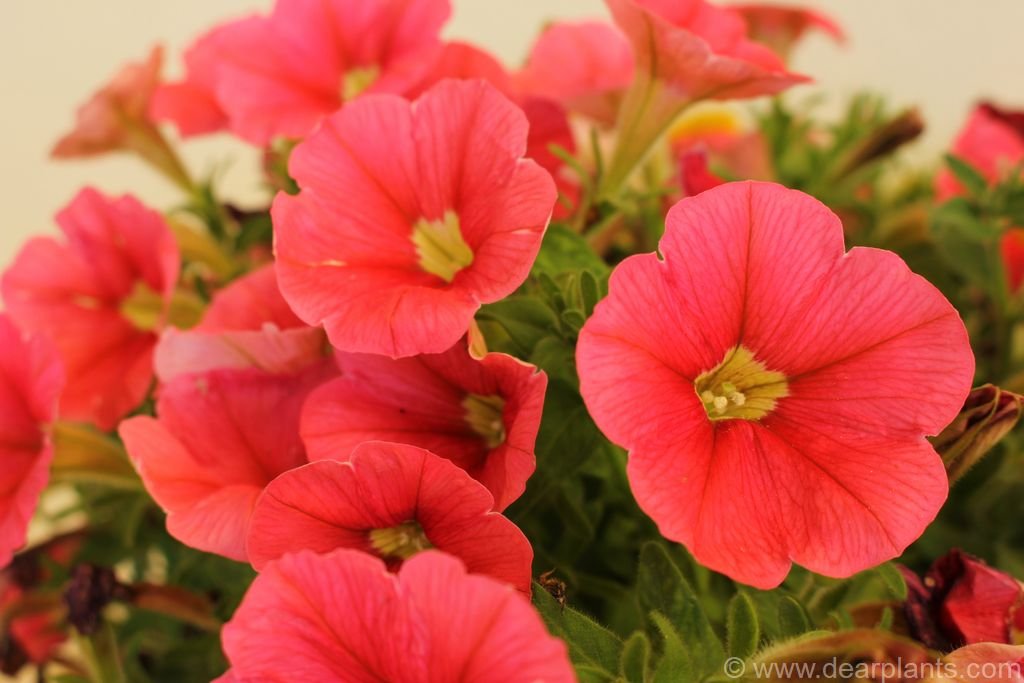 Spring 2019 gallery - Dear Plants