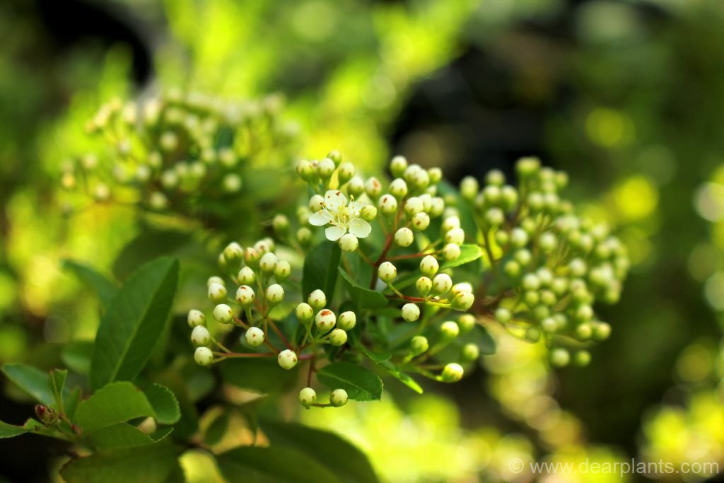 Spring 2019 gallery - Dear Plants