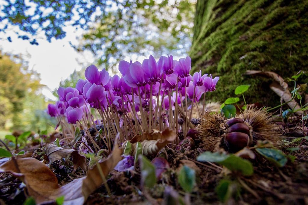 How to plant Cyclamen - Dear Plants