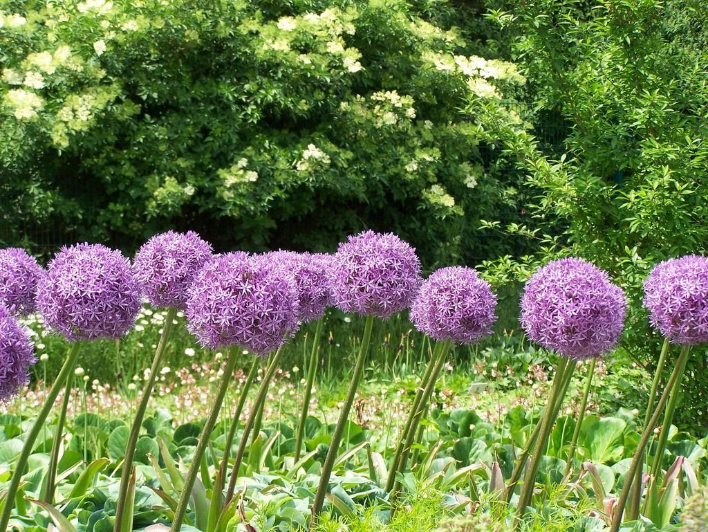 How to plant alliums - Dear Plants