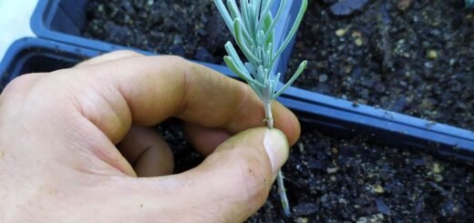 How to propagate Pyracantha by cuttings (step by step with pictures)