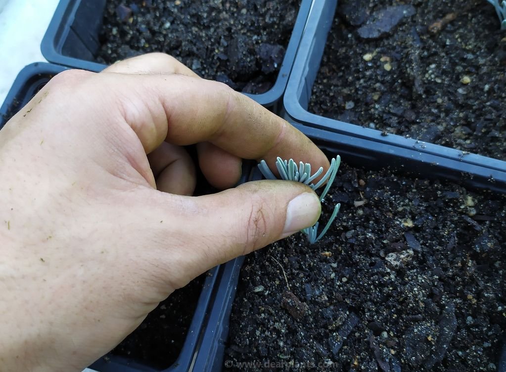 How to propagate lavender by semi-ripe cuttings (updated with results ...