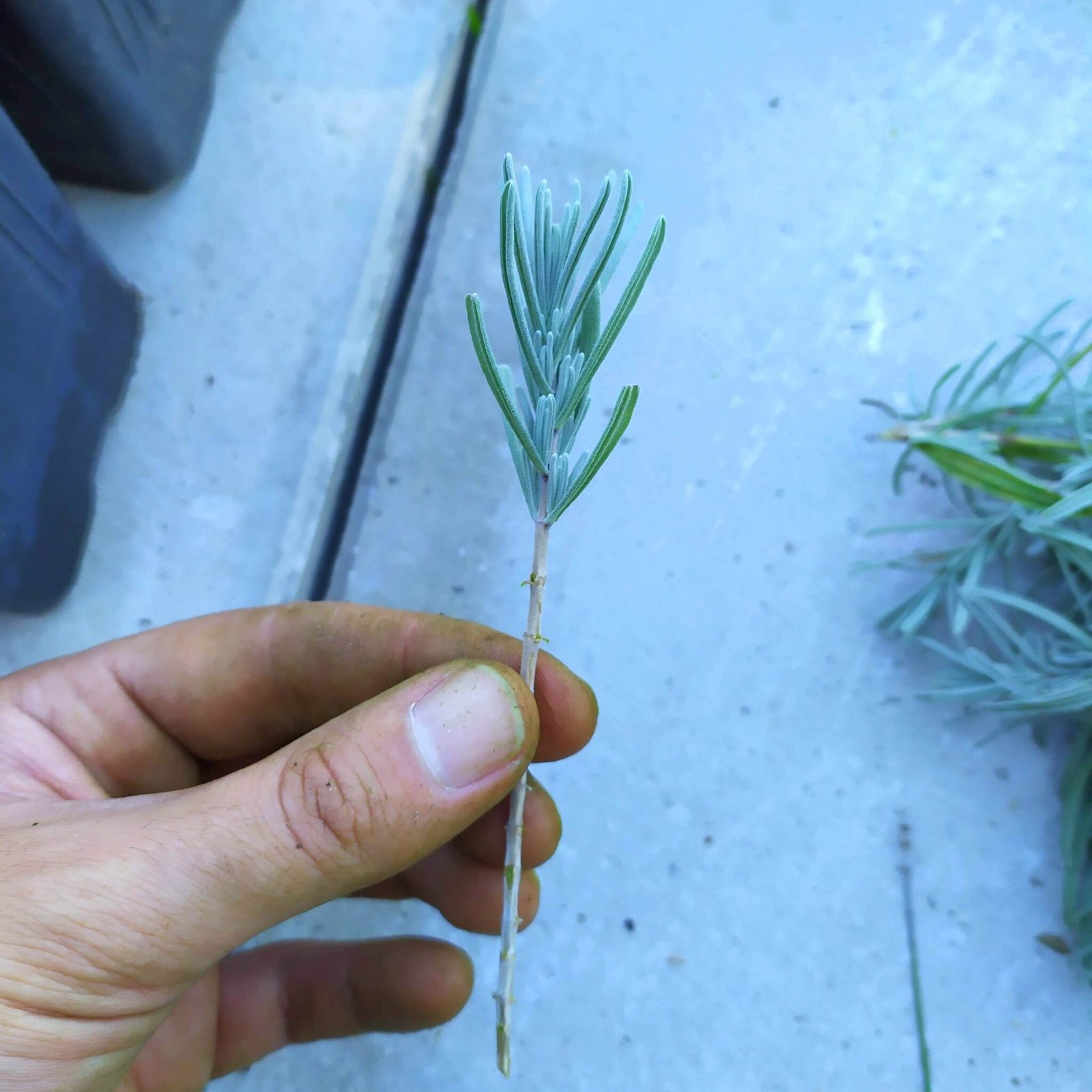 How to propagate lavender by semi-ripe cuttings (updated with results ...