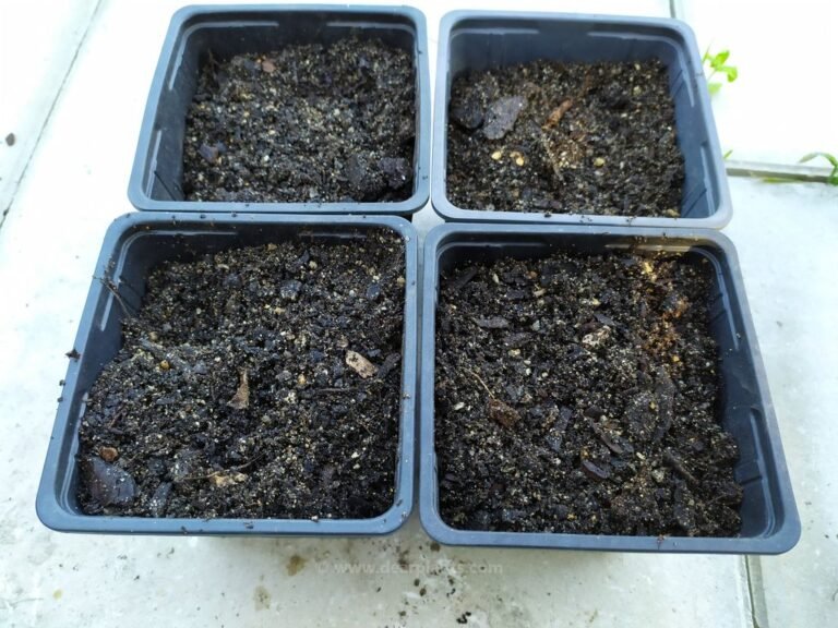 How to propagate lavender by semi-ripe cuttings (updated with results ...